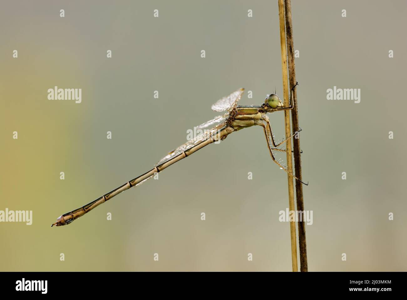 Wet southern emerald damselfly, Lestes barbarus sitting on a dry stem ...