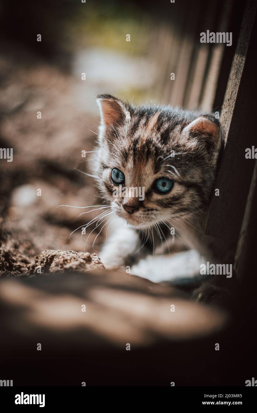 Cute cuckoo from a black and grey newborn cat who is exploring a new ...