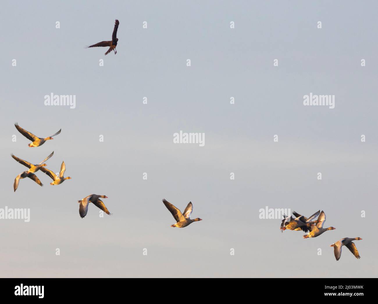 Western marsh harrier (Circus aeruginosus) and greylag goose or graylag ...