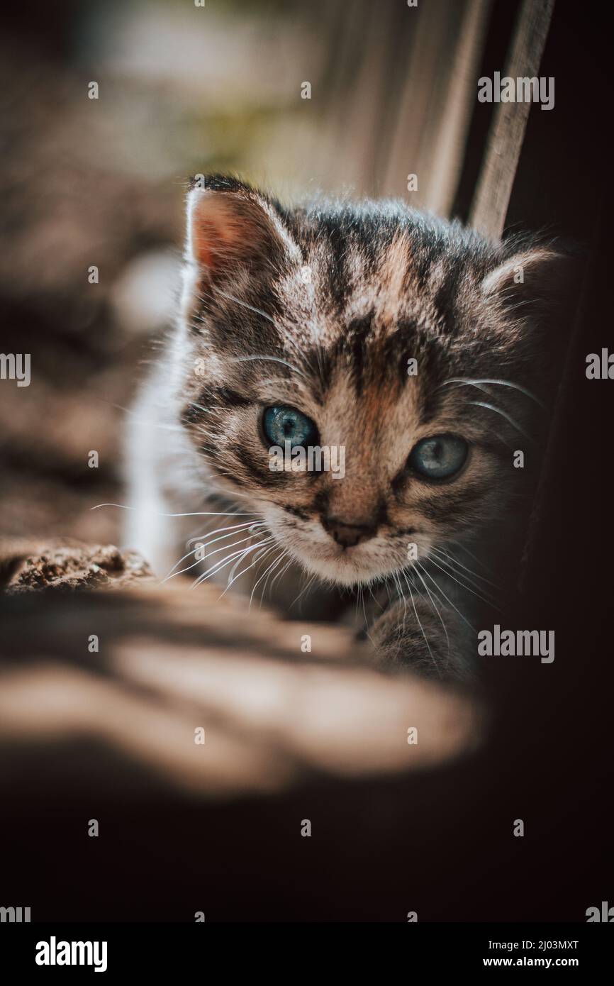 Cute cuckoo from a black and grey newborn cat who is exploring a new ...