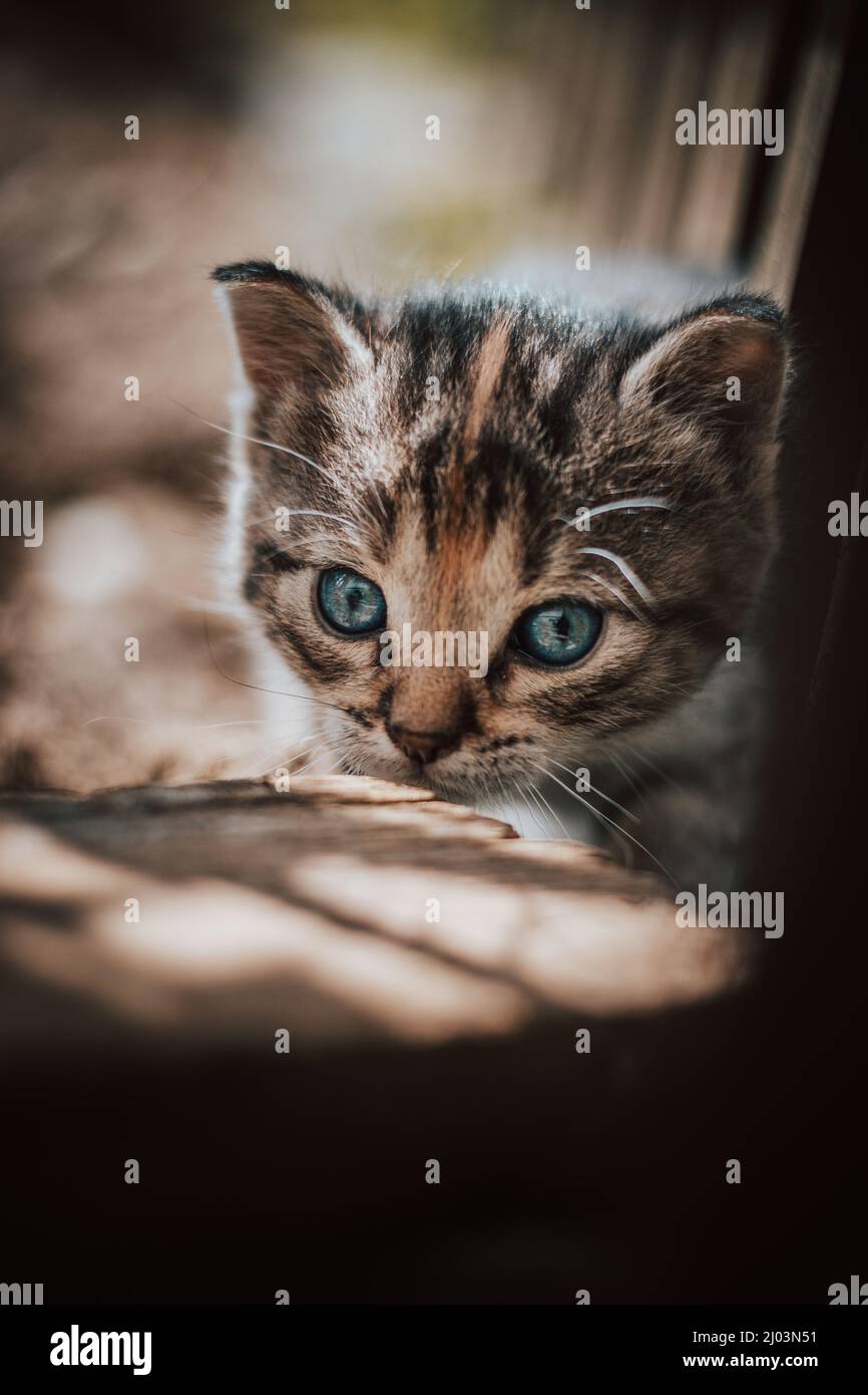 Cute cuckoo from a black and grey newborn cat who is exploring a new ...