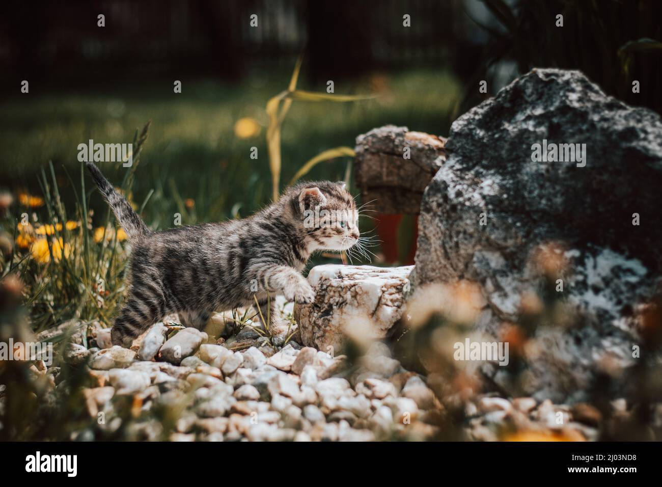 furry explorer walks through the wilderness looking for new ways to ...