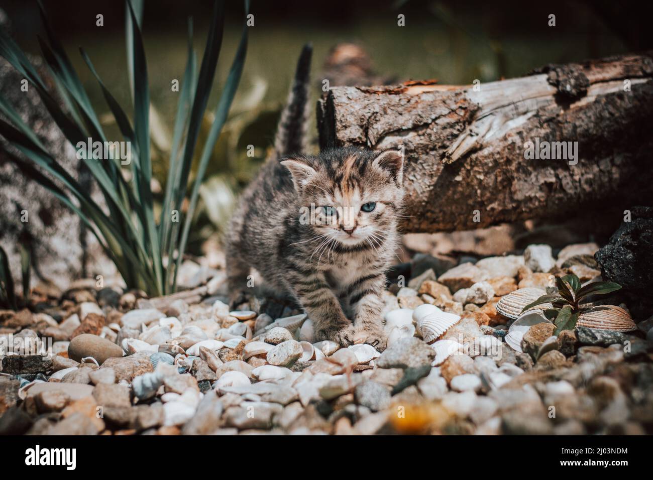 furry explorer walks through the wilderness looking for new ways to ...
