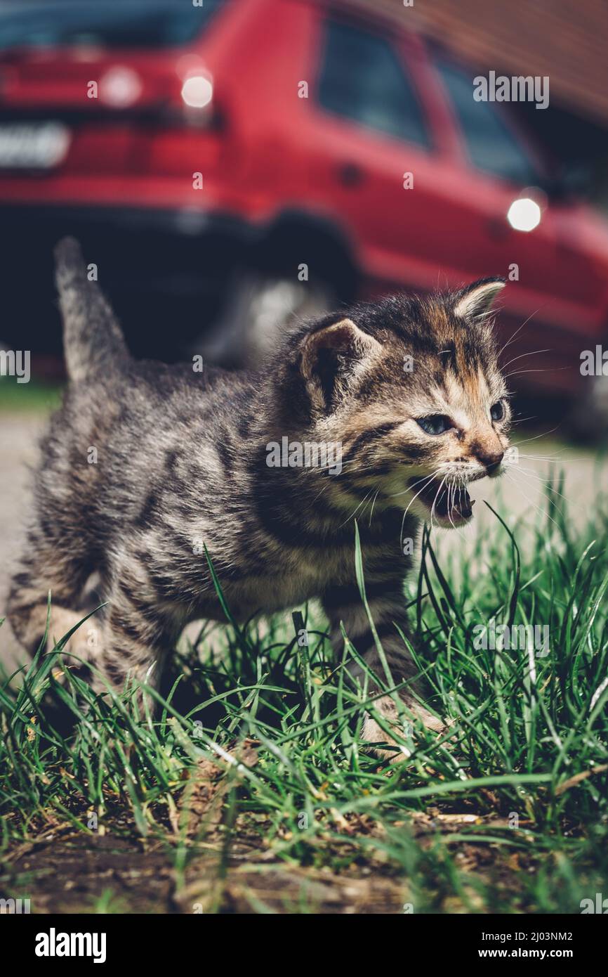 little kitten is screaming at the top of his lungs looking for his ...