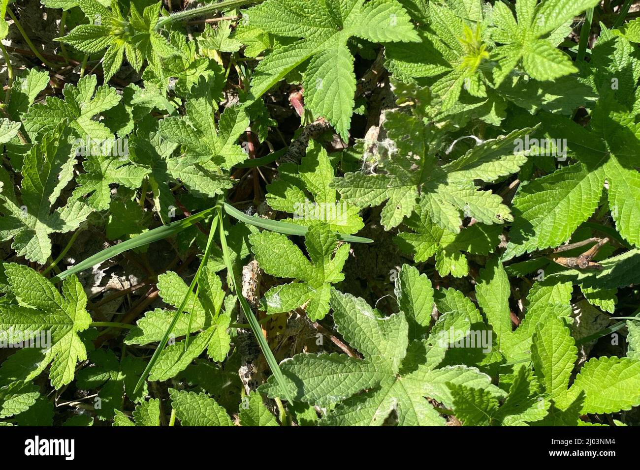 Thriving lush green leaves of Humulus japonicus (Japanese hop) growing ...