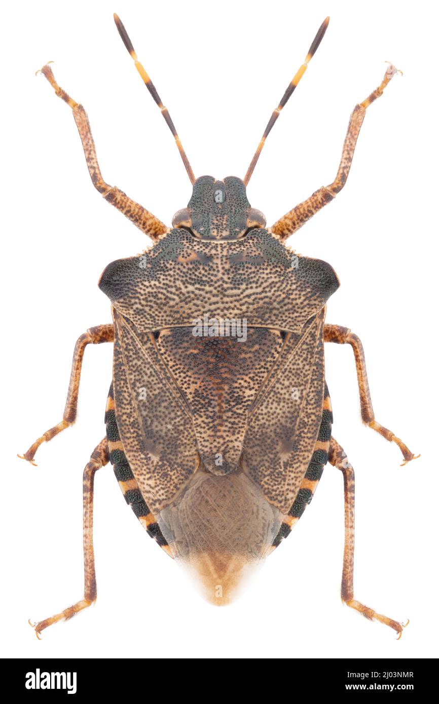 Troilus luridus true bug specimen Stock Photo - Alamy