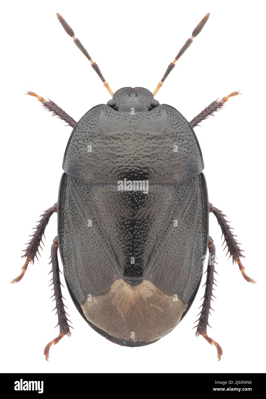 Sehirus luctuosus true bug specimen Stock Photo - Alamy