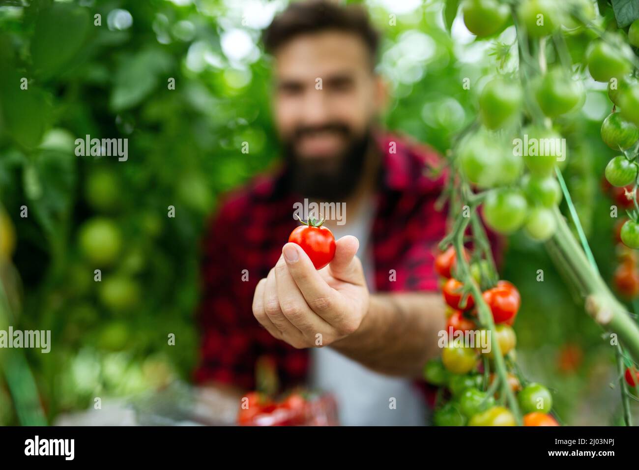 Happy man worker picking sweet vegetables in countryside farm ...