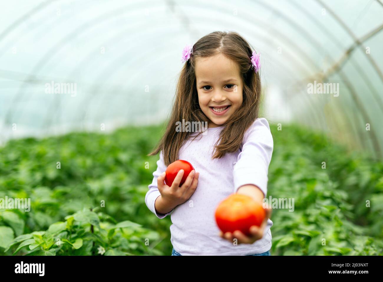 Adorable little girl collecting tomatoes in greenhouse. People organic ...