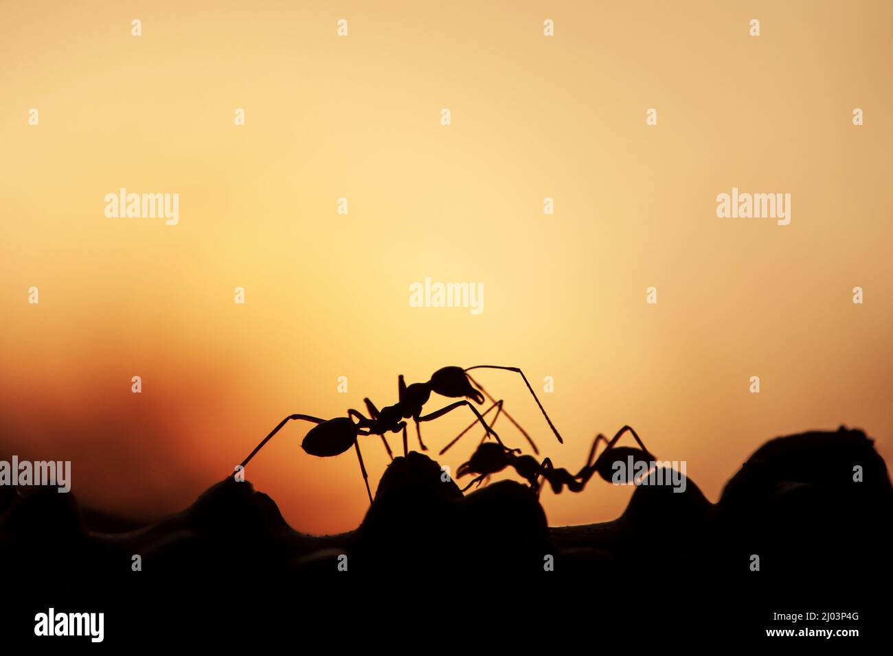 Fire ants in rainforest hi-res stock photography and images - Alamy