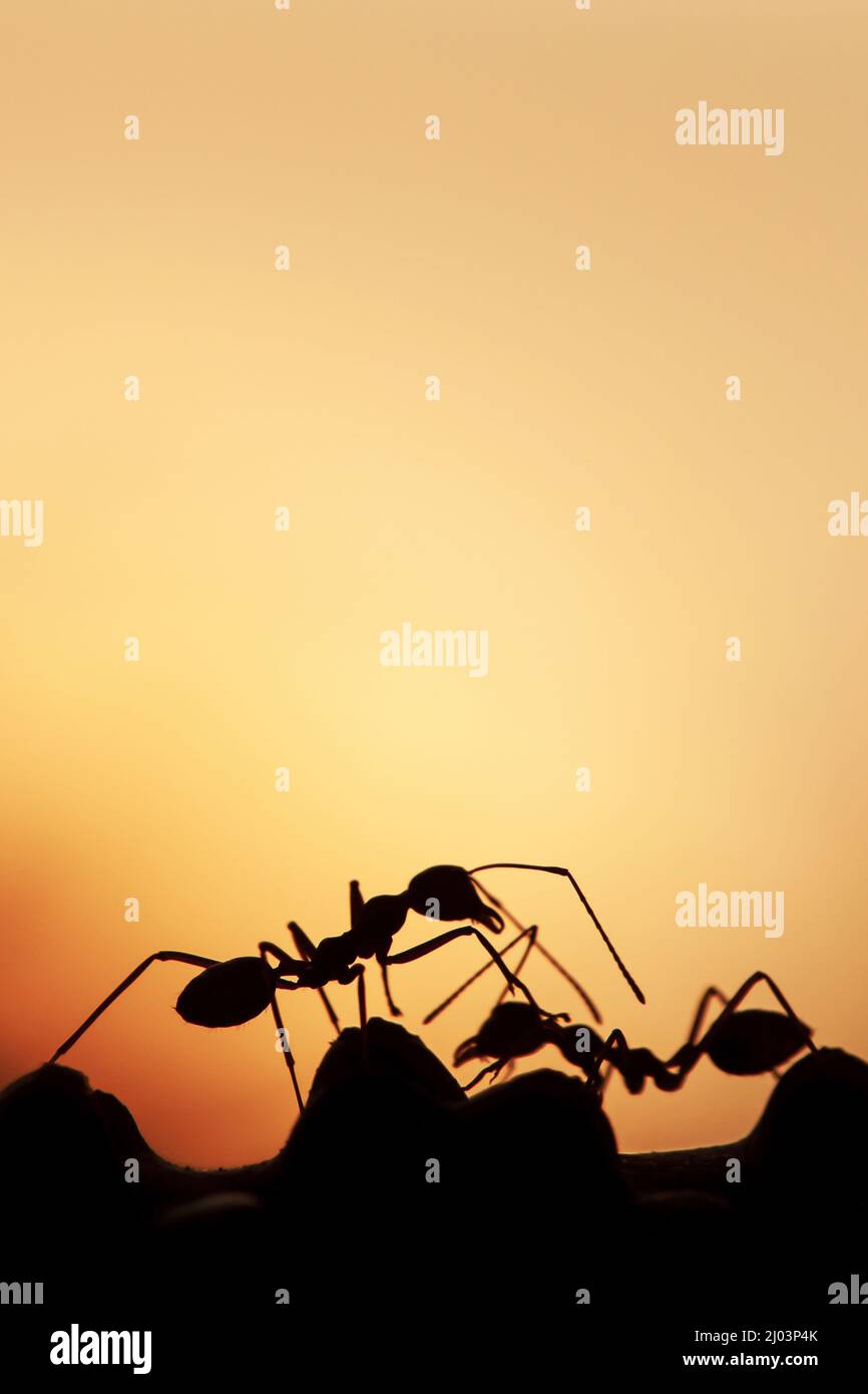 Insects communication hi-res stock photography and images - Alamy
