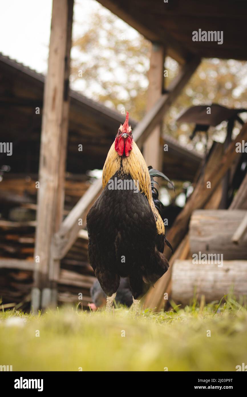 Black and gold Rooster stands in a fighting stance to defend his ...