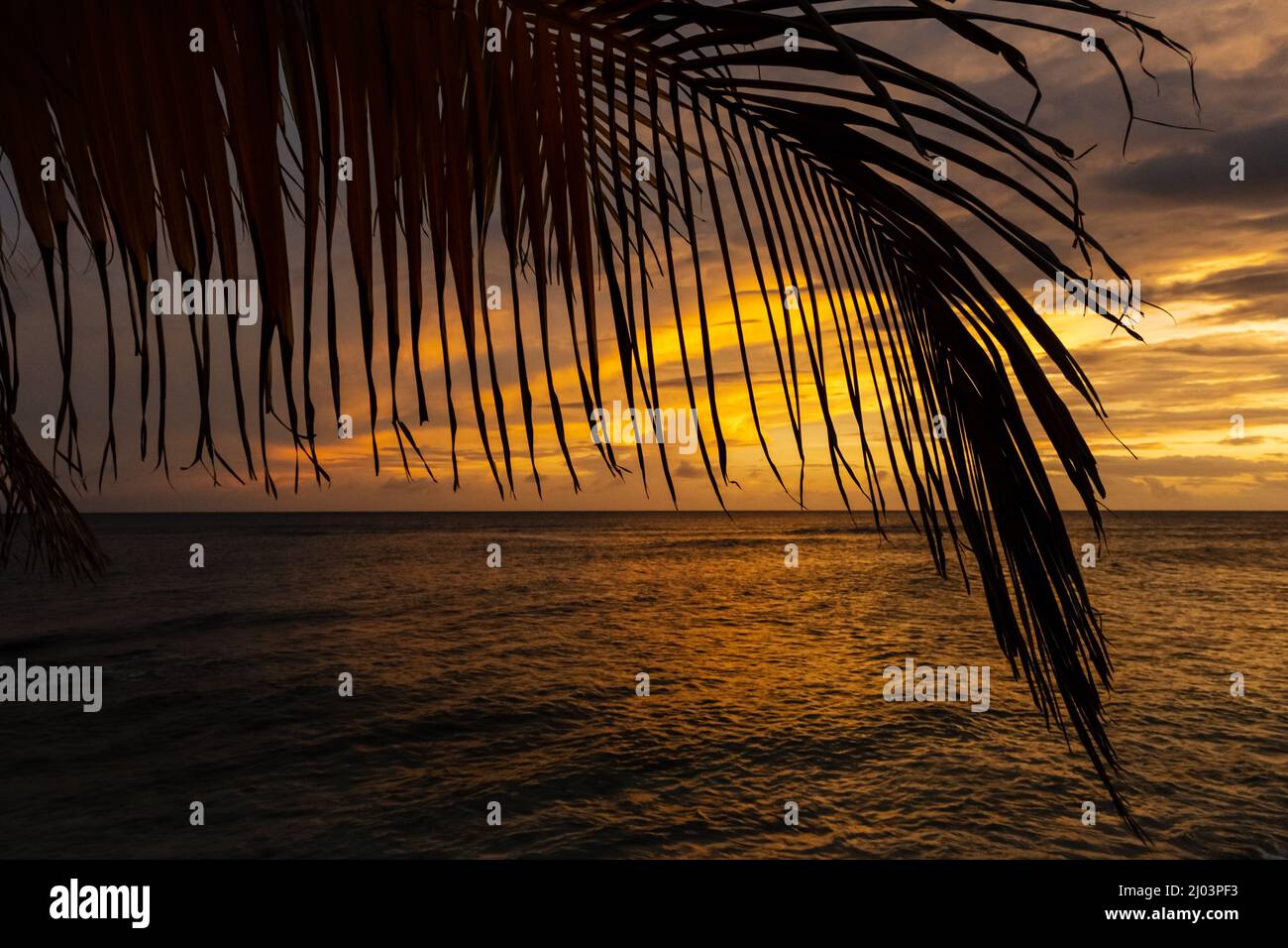 Palm tree at sunset Stock Photo - Alamy