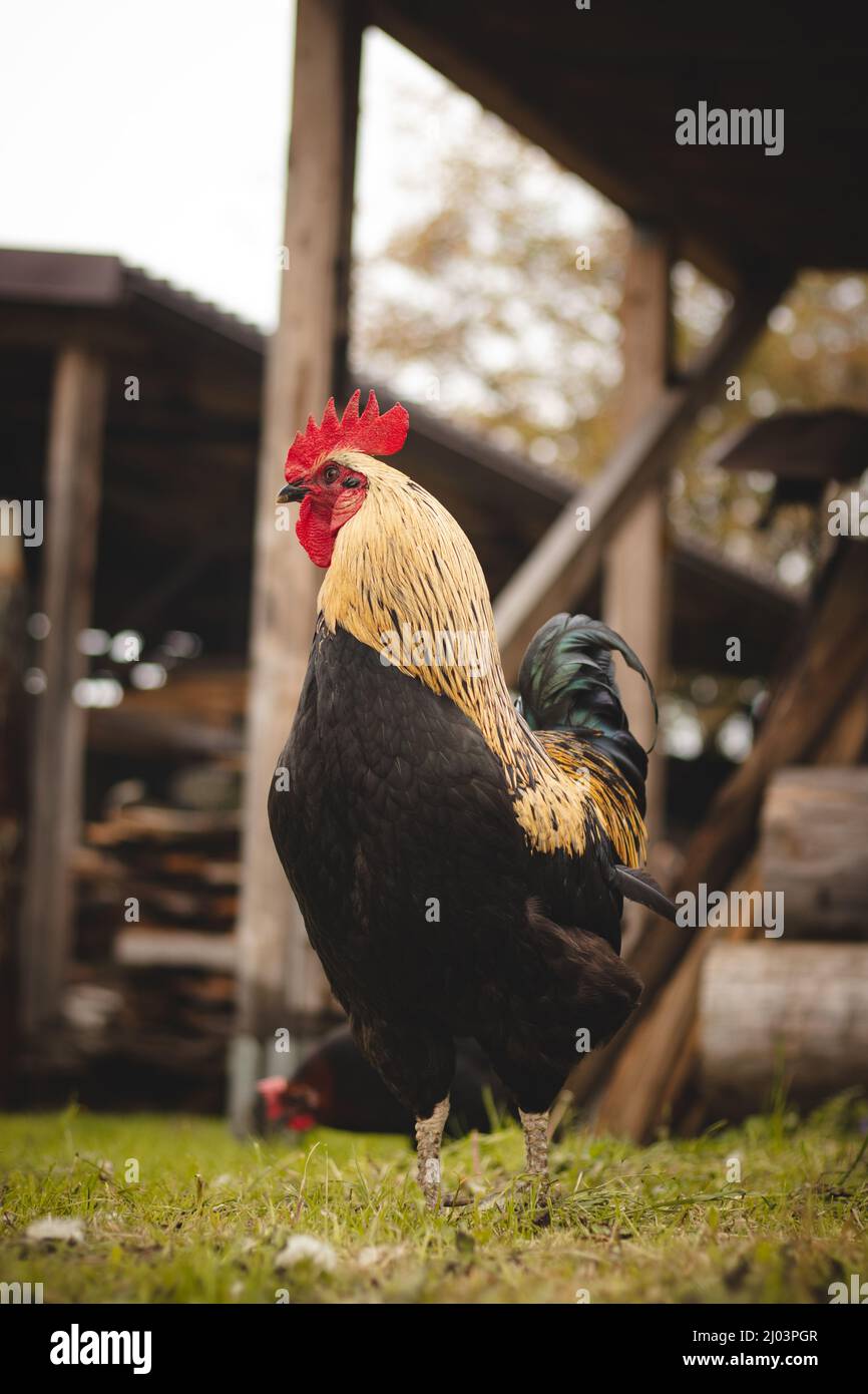 Black and gold Rooster stands in a fighting stance to defend his ...