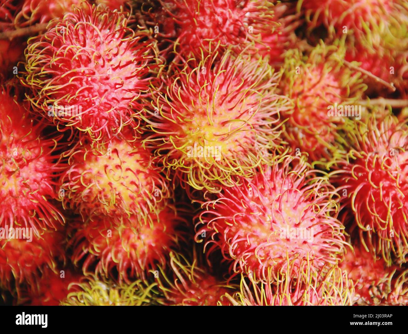 rambutan fruit on a tree Stock Photo - Alamy