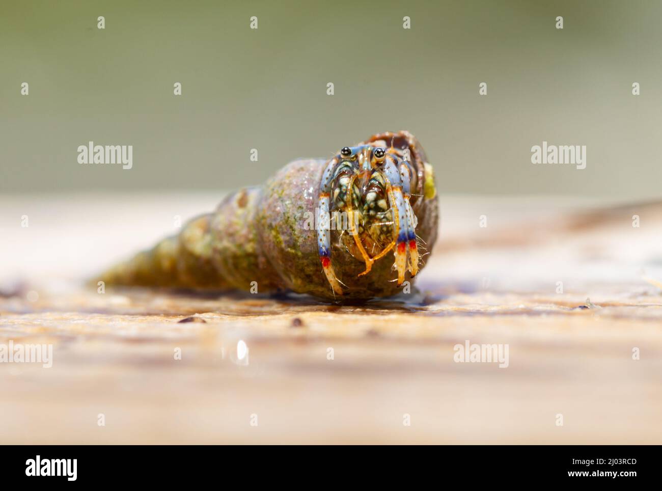 Hermit Crab, Bermuda Stock Photo - Alamy