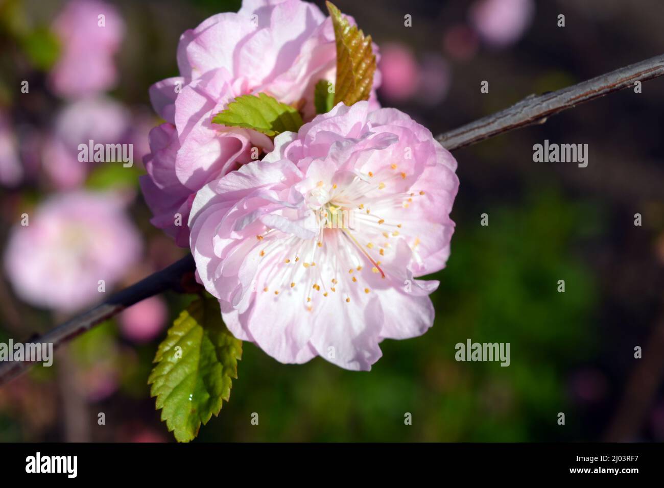 Beautiful and vibrant nature with flowering trees in spring. Pink ...