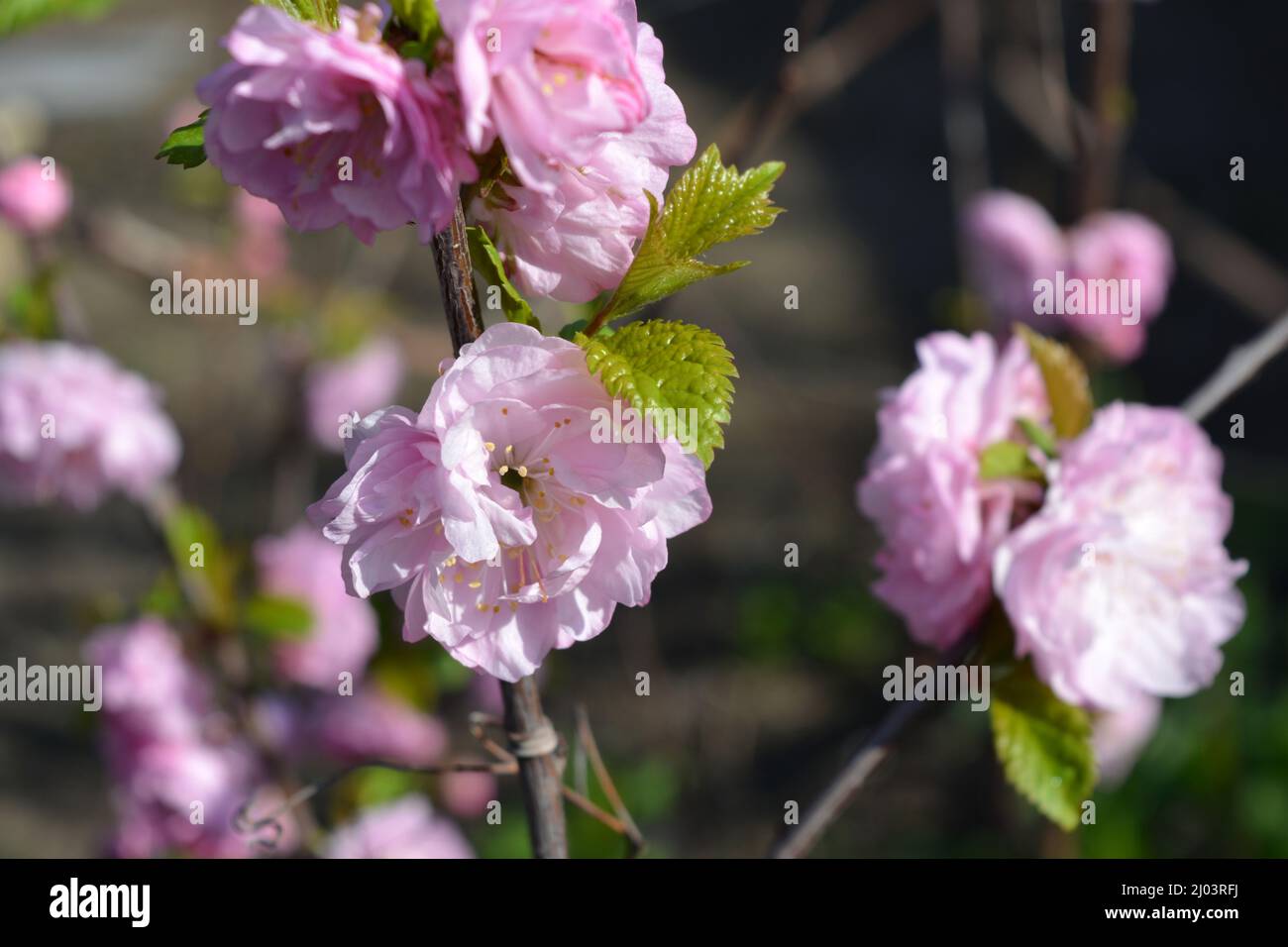 Beautiful and vibrant nature with flowering trees in spring. Pink ...
