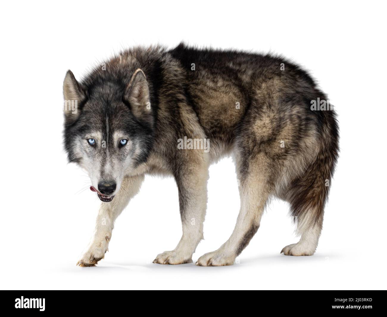 Handsome American Wolfdog, standing side ways, head down and looking ...