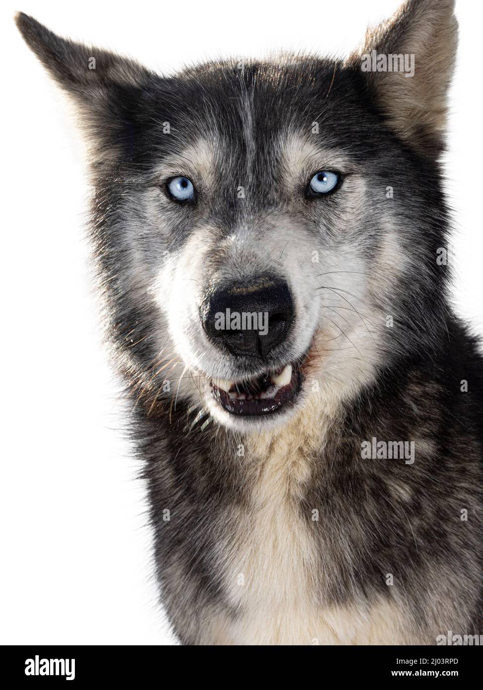 Durpy head shot of handsome American Wolfdog, sitting up facing front ...