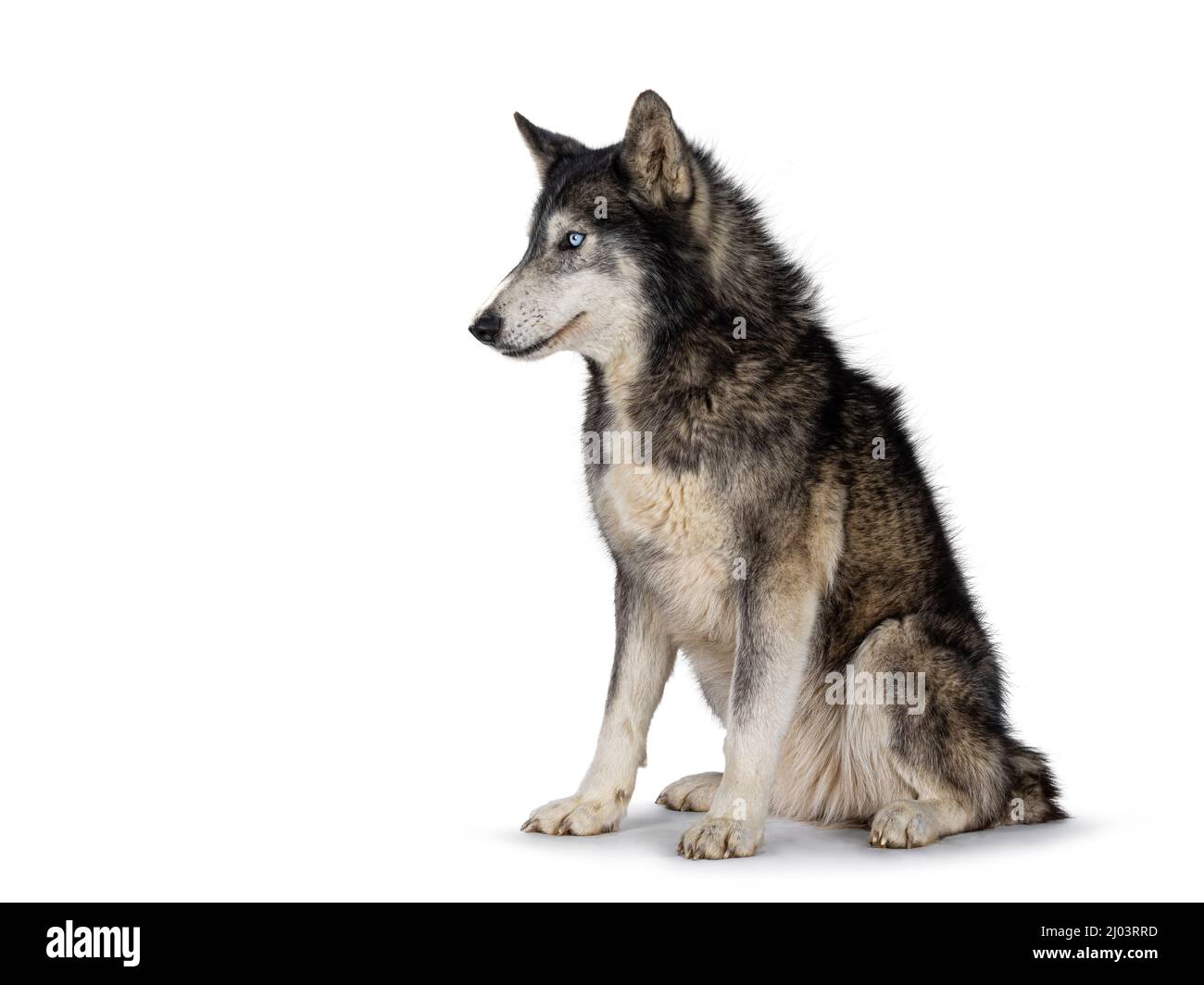 Wolf Sitting Side View Toymany Wolf Cub White Sitting | Realistic Wolf