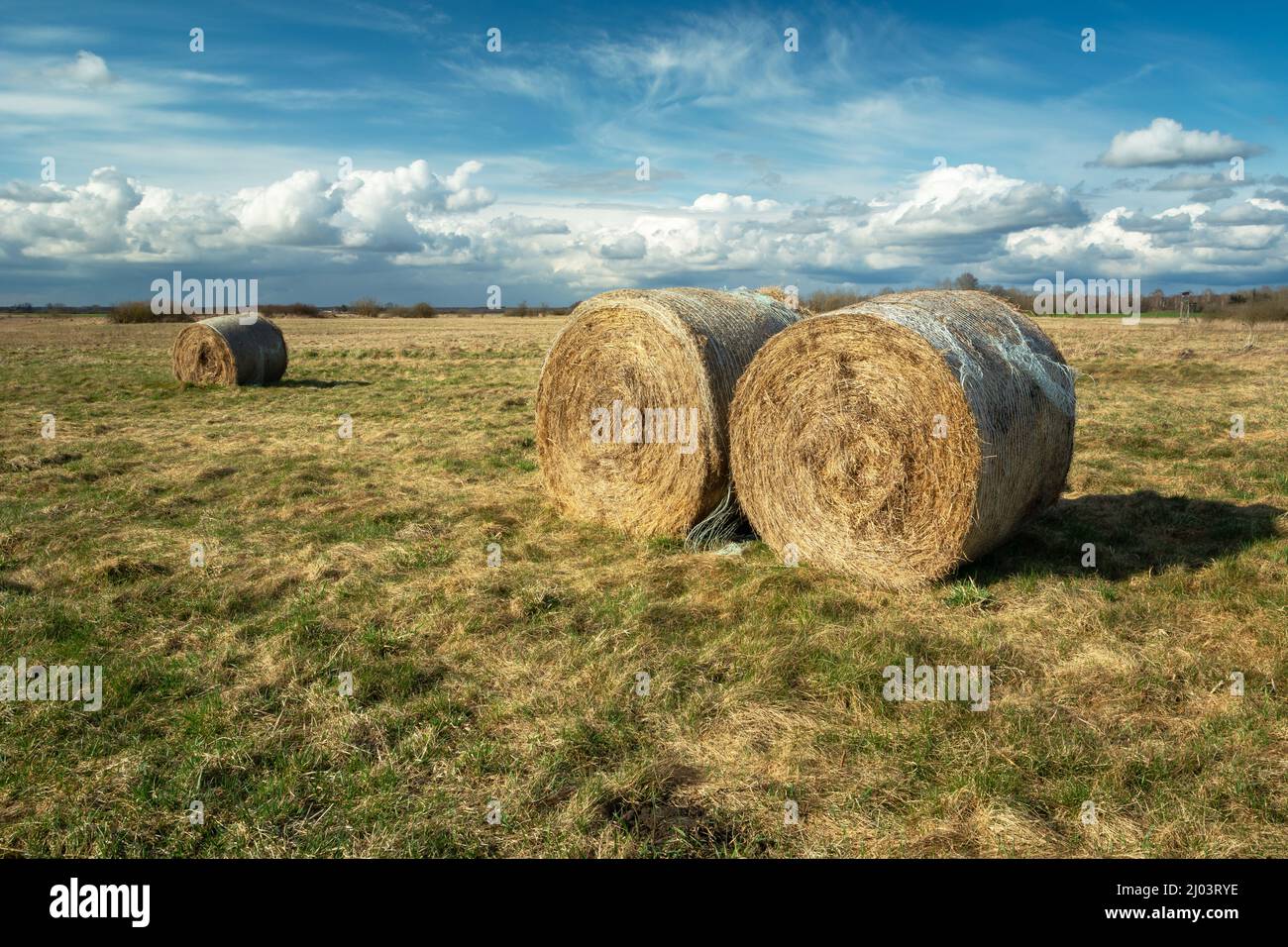 Round hay bales in the meadow and cloudy sky, spring day Stock Photo ...