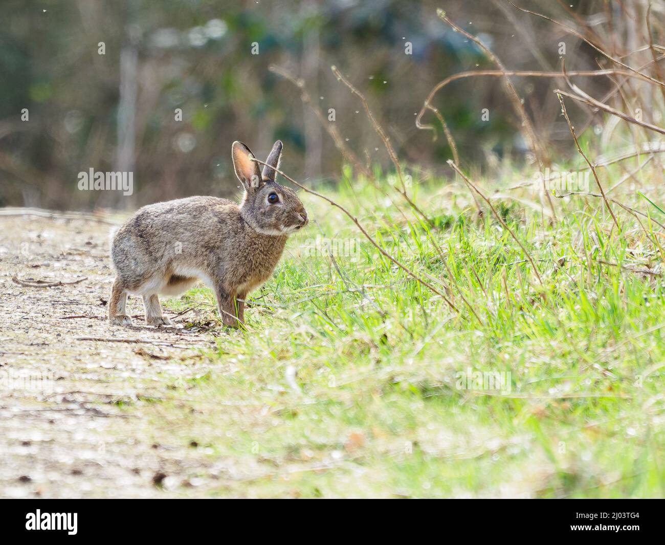 a cute, very alert rabbit on pathway Stock Photo - Alamy