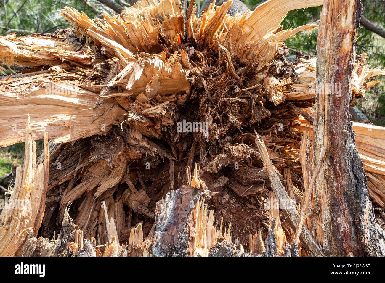An enormous pine tree is felled by wind Stock Photo - Alamy