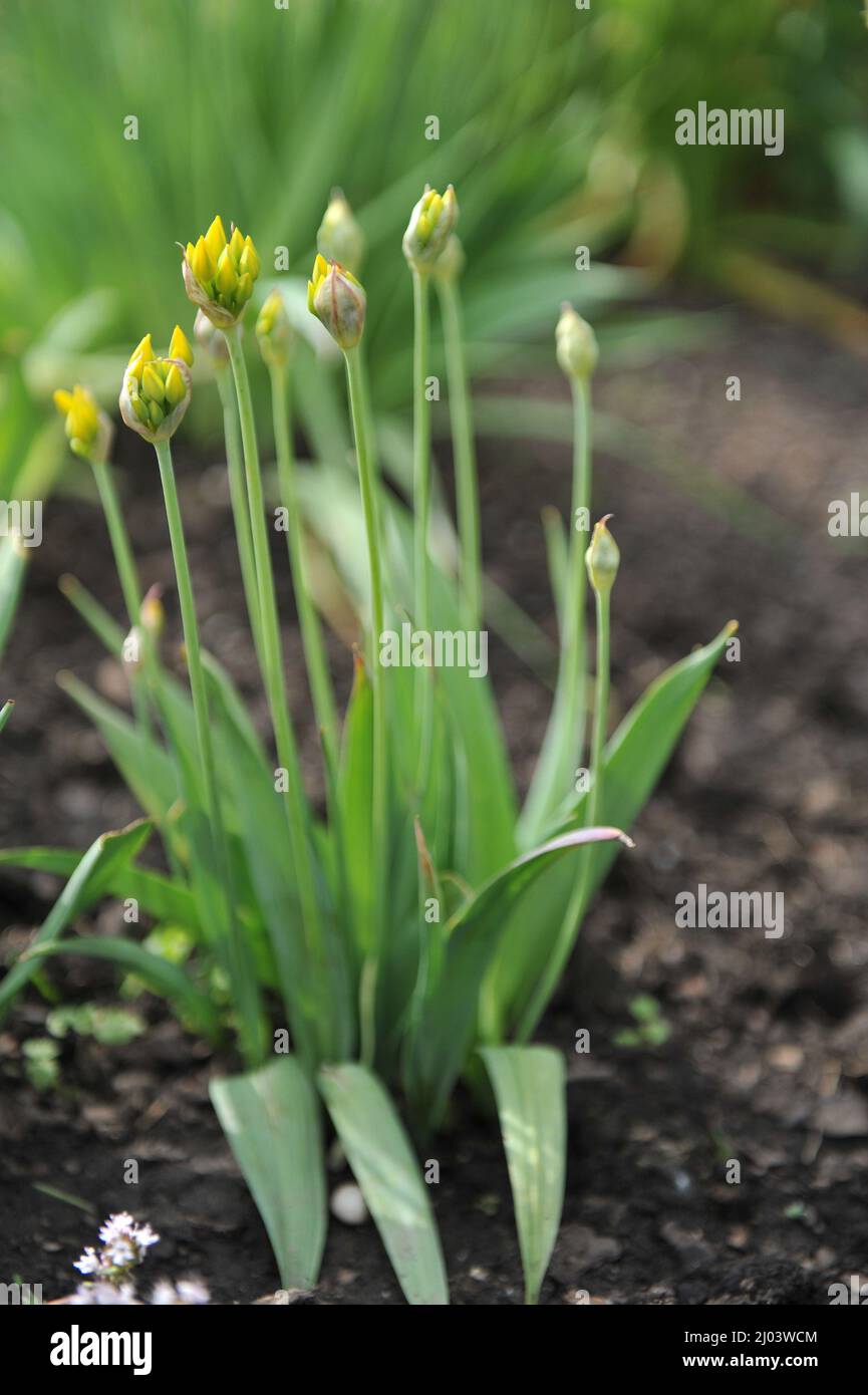 Yellow garlic (Allium moly) blooms in a garden in May Stock Photo - Alamy