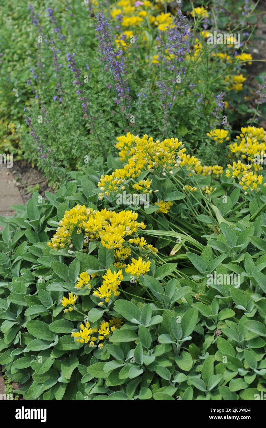 Yellow garlic (Allium moly) blooms in a garden in June Stock Photo - Alamy