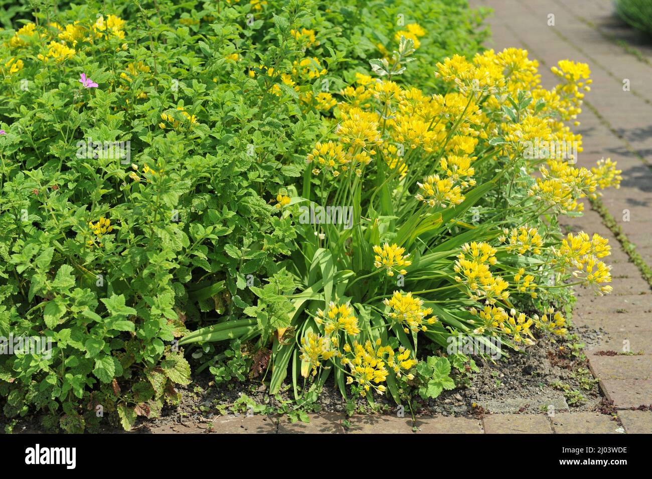 Yellow garlic (Allium moly) blooms in a garden in June Stock Photo - Alamy