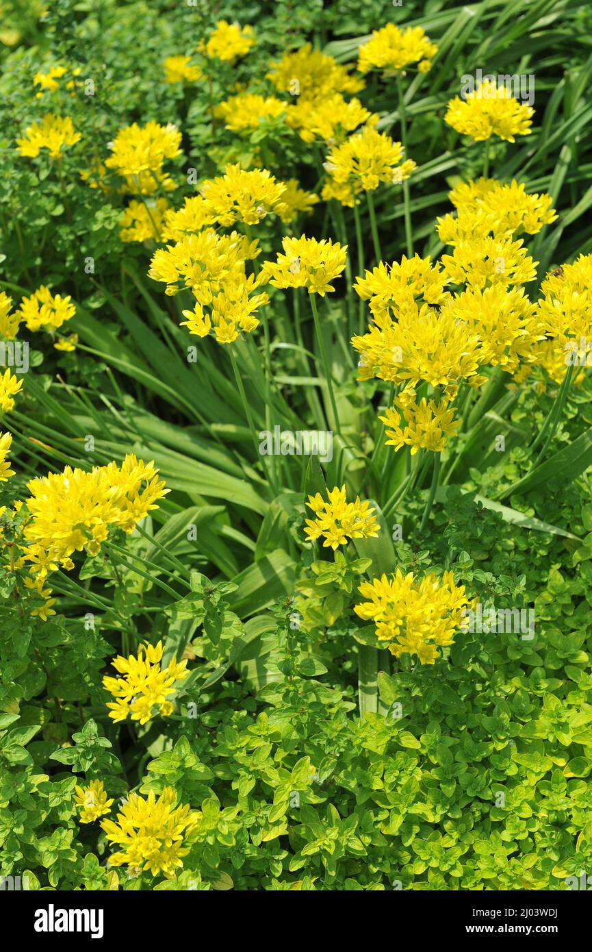 Yellow garlic (Allium moly) blooms in a garden in June Stock Photo - Alamy