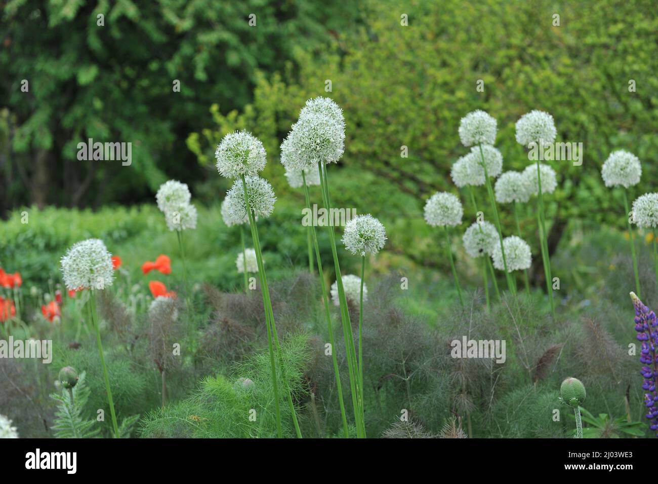 Allium stipitatum ‘mount everest’ hi-res stock photography and images ...