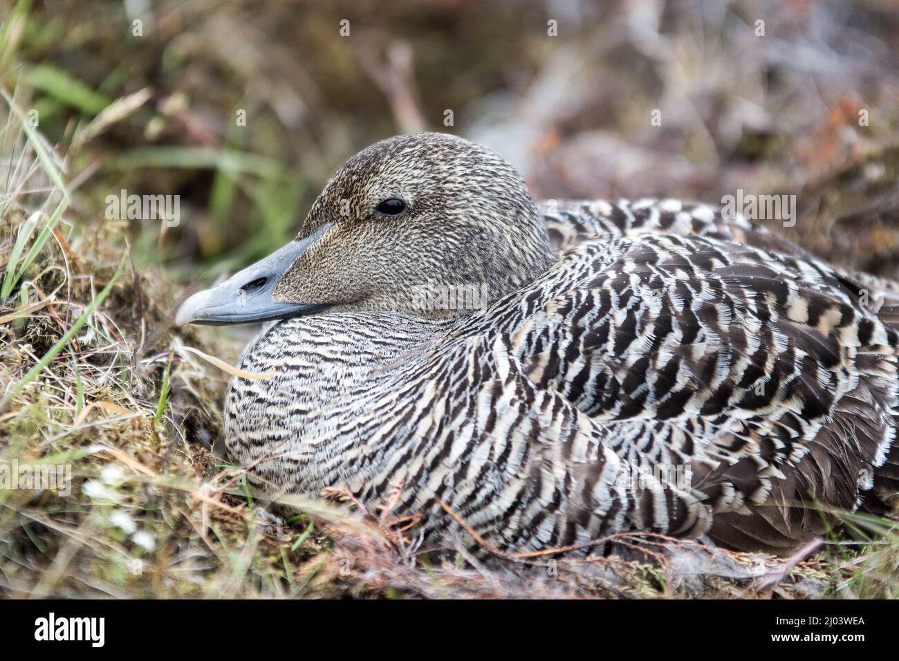 Common female eider in its nest Stock Photo - Alamy