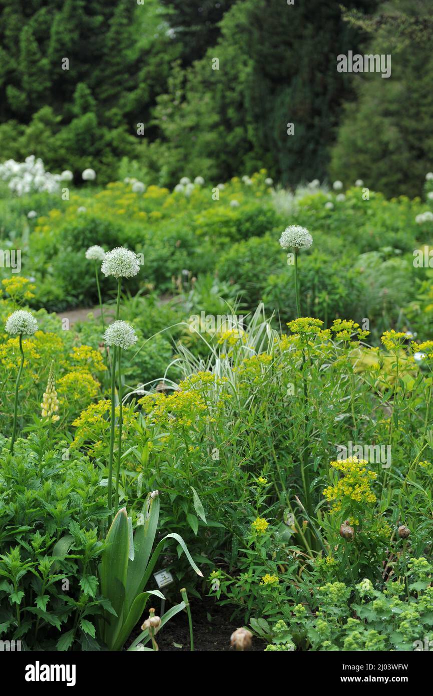 White Allium stipitatum Mount Everest blooms in a flower border in a ...