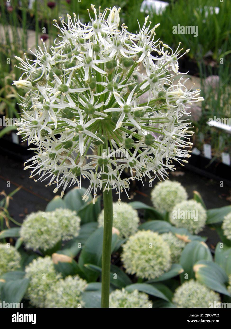 White Allium stipitatum Mount Everest blooms in a flower border in a ...