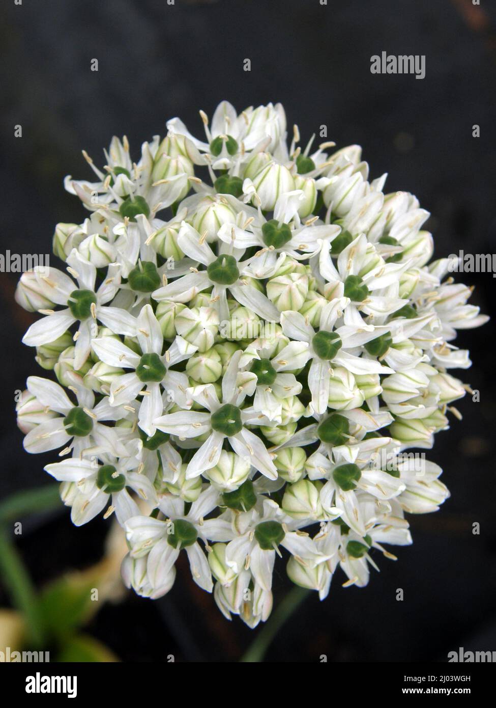 Black garlic (Allium nigrum) blooms in a garden in May Stock Photo - Alamy