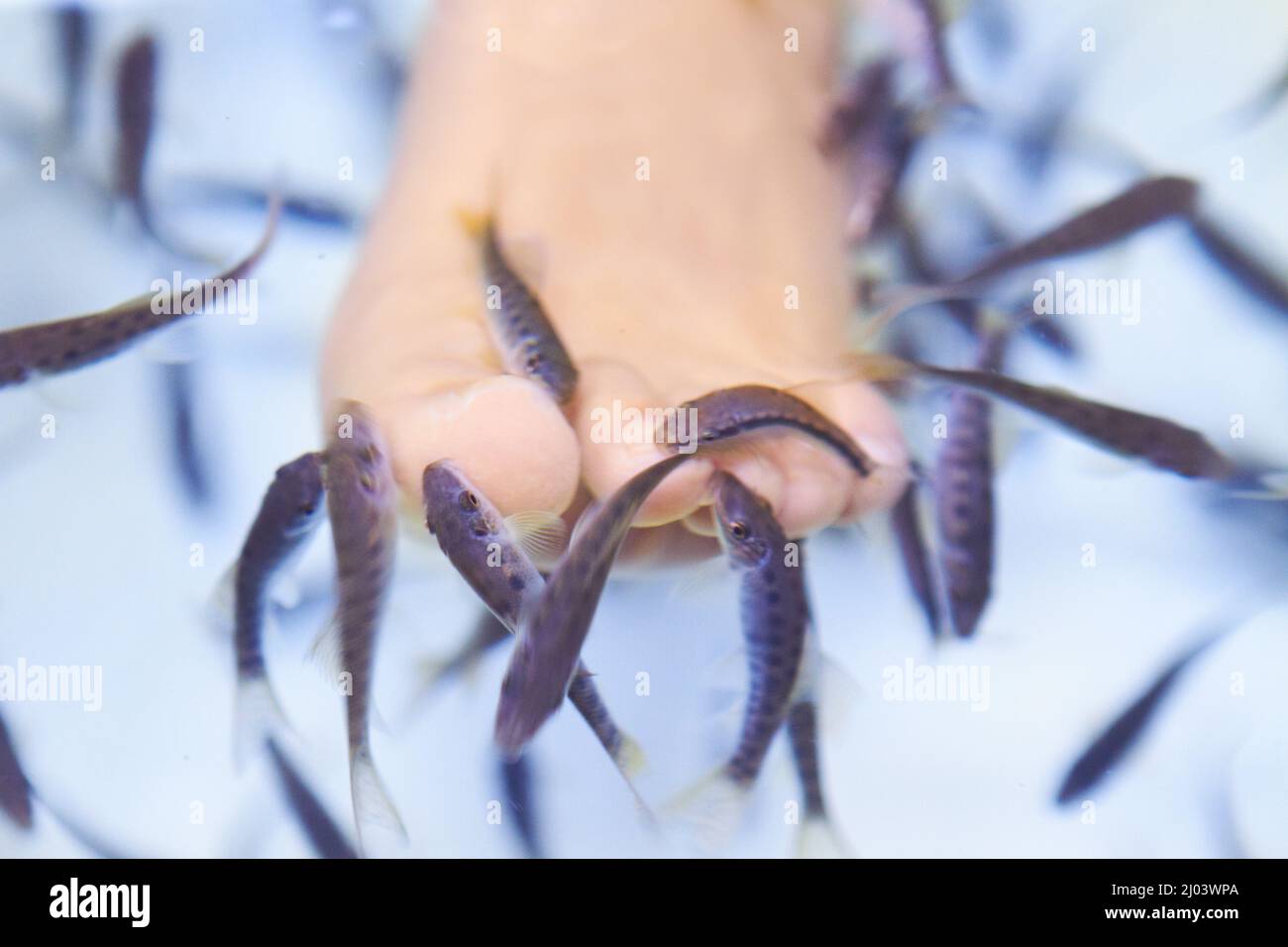 Kangal fish. Closeup of a woman getting a therapeutic fish spa ...