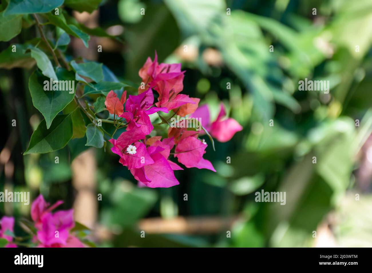 Miami Pink Bougainvillea Flower, Bougainvillea glabra in the Garden ...