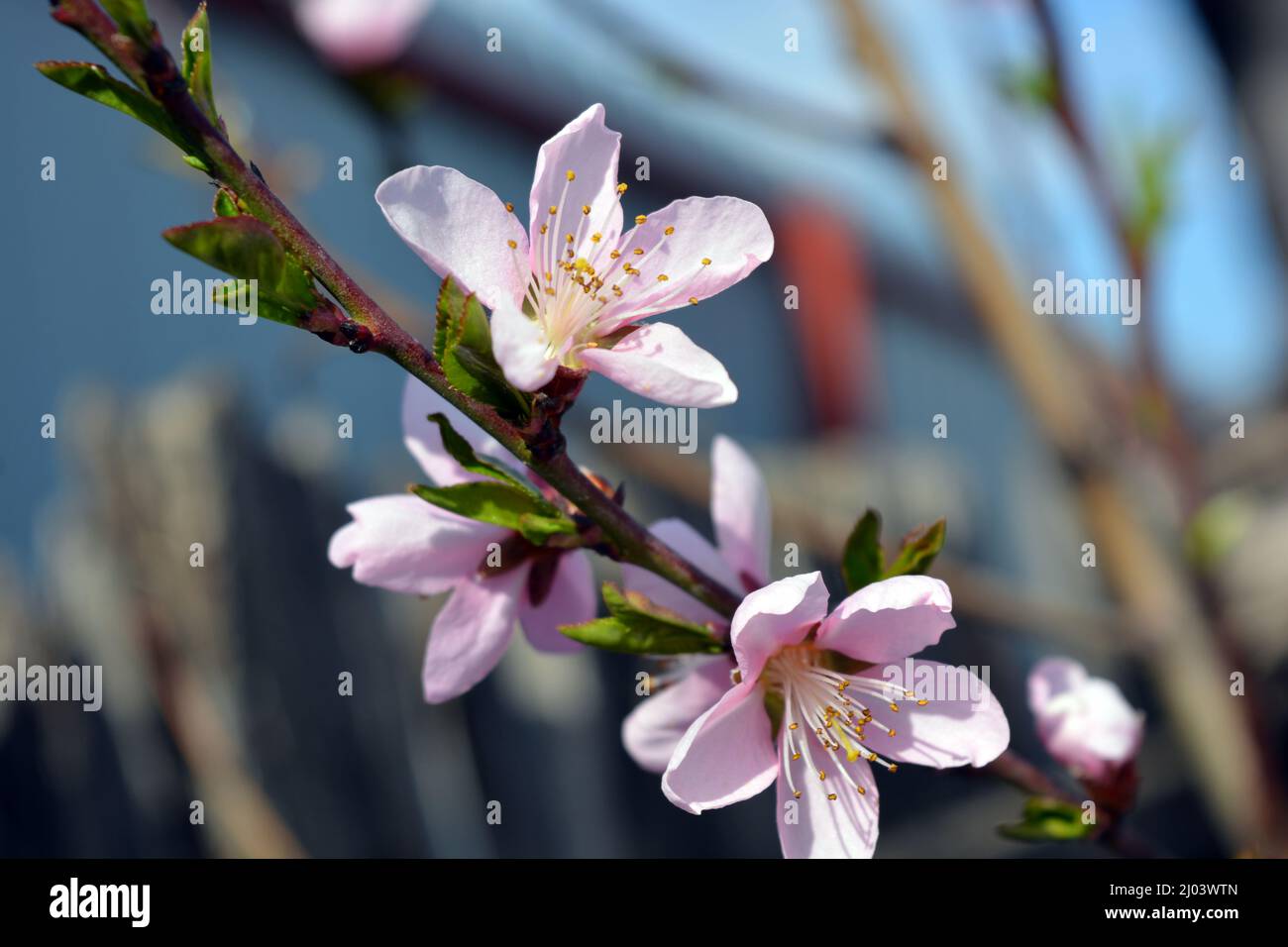 Beautiful spring weather, pink flowering peach branch flowers with ...