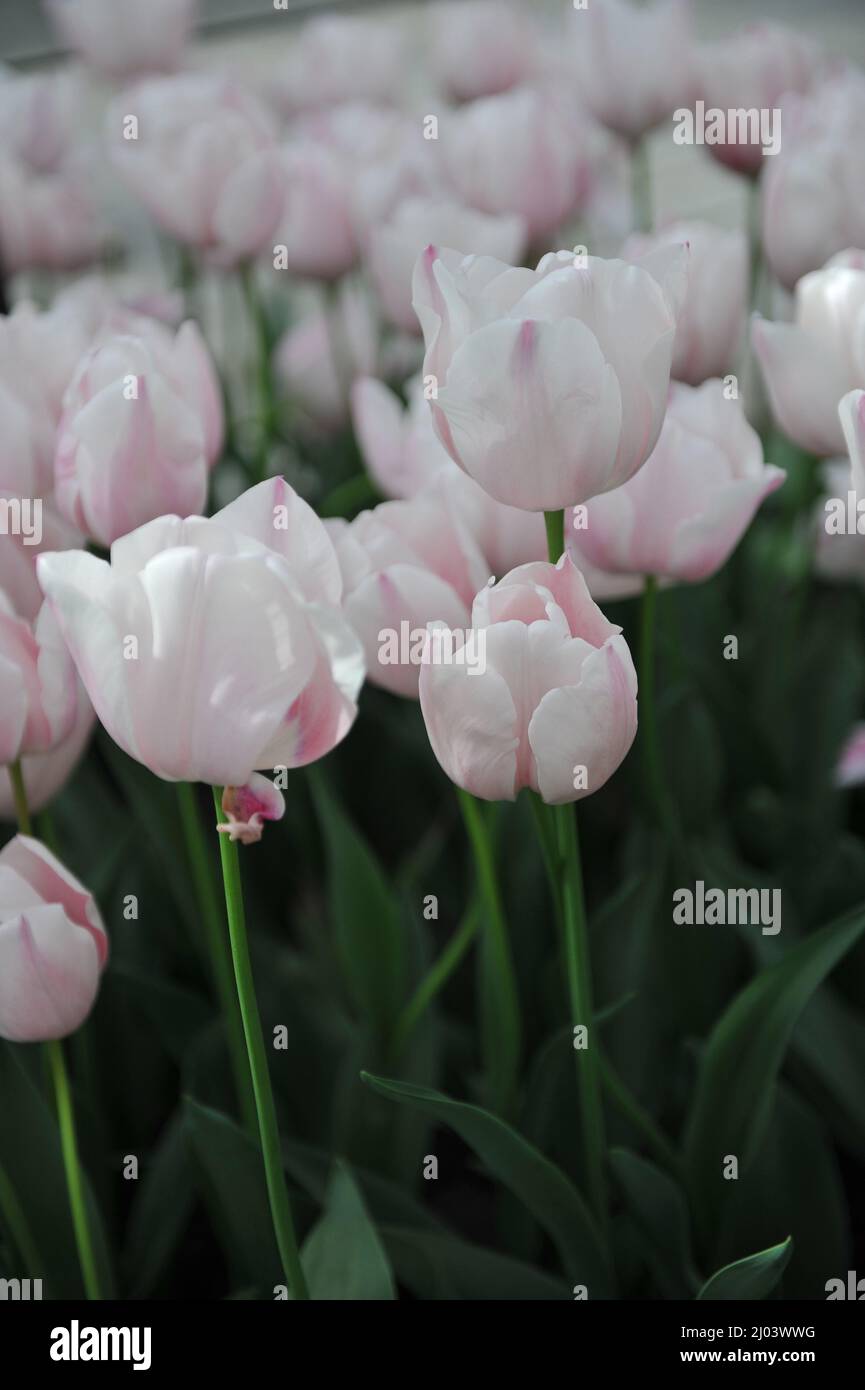 Pink Triumph tulips (Tulipa) Lasergame bloom in a garden in April Stock ...