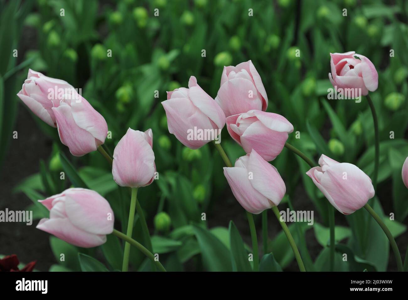 Pink Triumph tulips (Tulipa) Lasergame bloom in a garden in April Stock ...