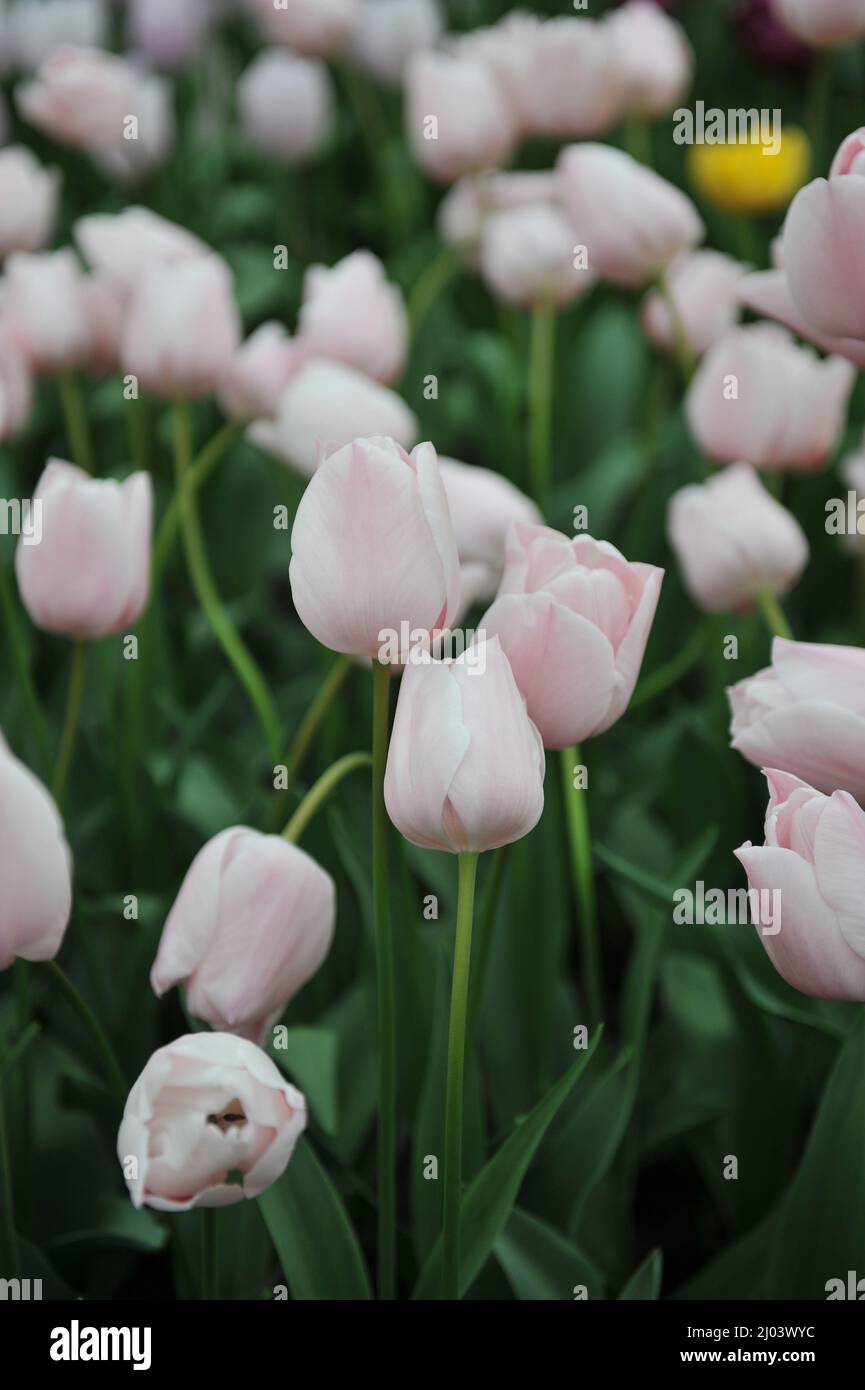 Pink Triumph tulips (Tulipa) Lasergame bloom in a garden in April Stock ...