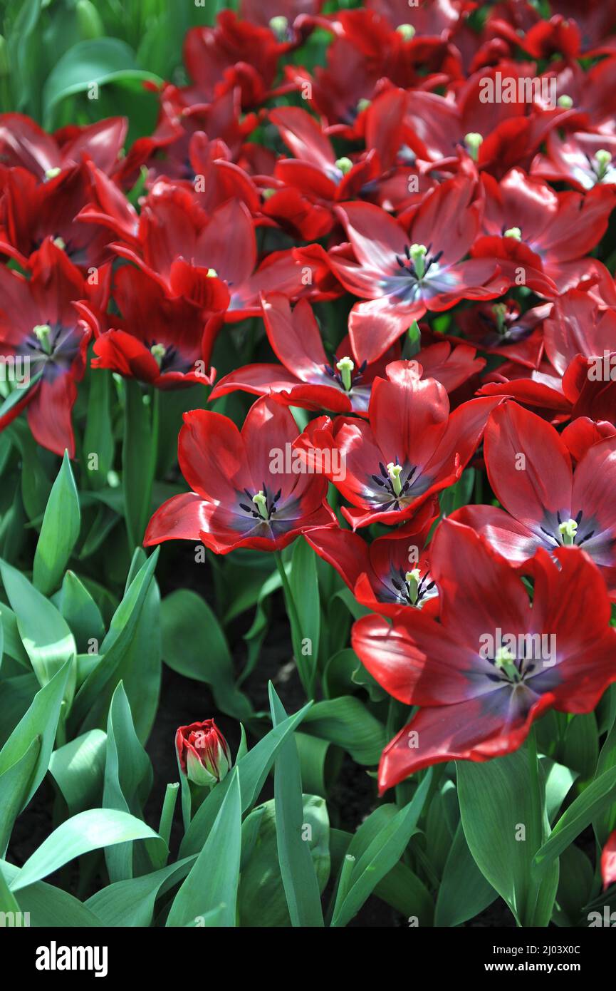 Red Triumph tulips (Tulipa) Lasting Love bloom in a garden in April ...