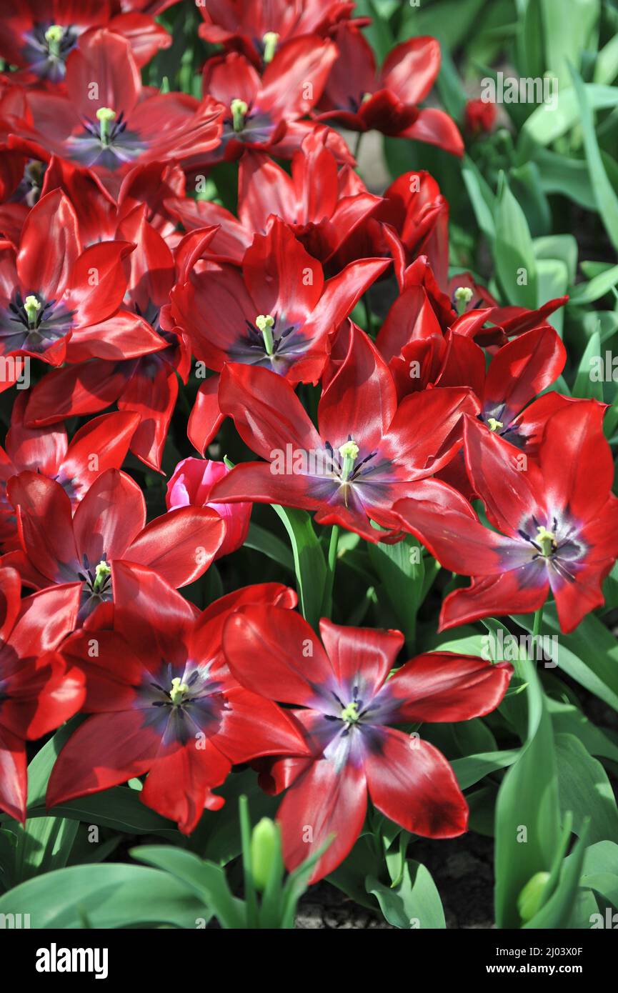 Red Triumph tulips (Tulipa) Lasting Love bloom in a garden in April ...
