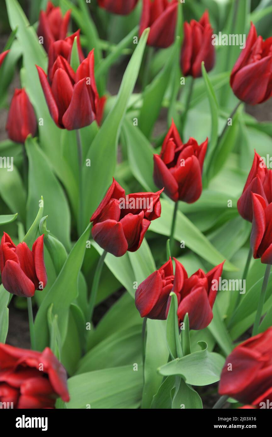 Red Triumph tulips (Tulipa) Lasting Love bloom in a garden in April ...