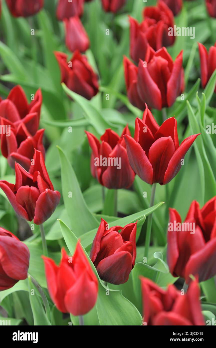 Red Triumph tulips (Tulipa) Lasting Love bloom in a garden in April ...
