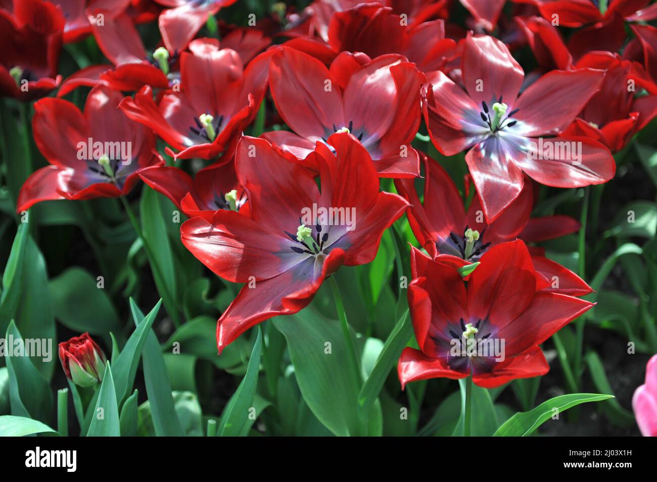 Red Triumph tulips (Tulipa) Lasting Love bloom in a garden in April ...