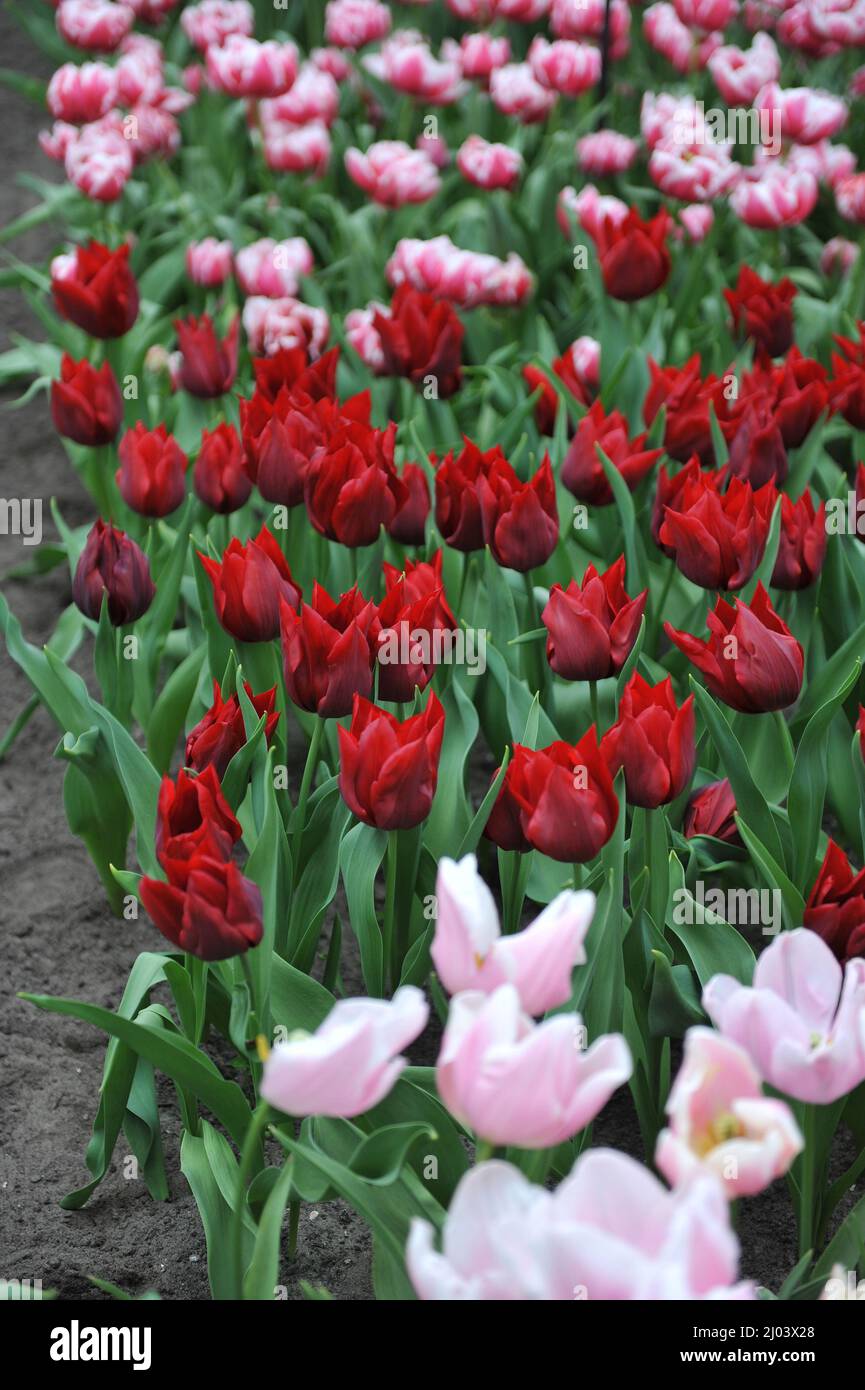 Red Triumph tulips (Tulipa) Lasting Love bloom in a garden in April ...