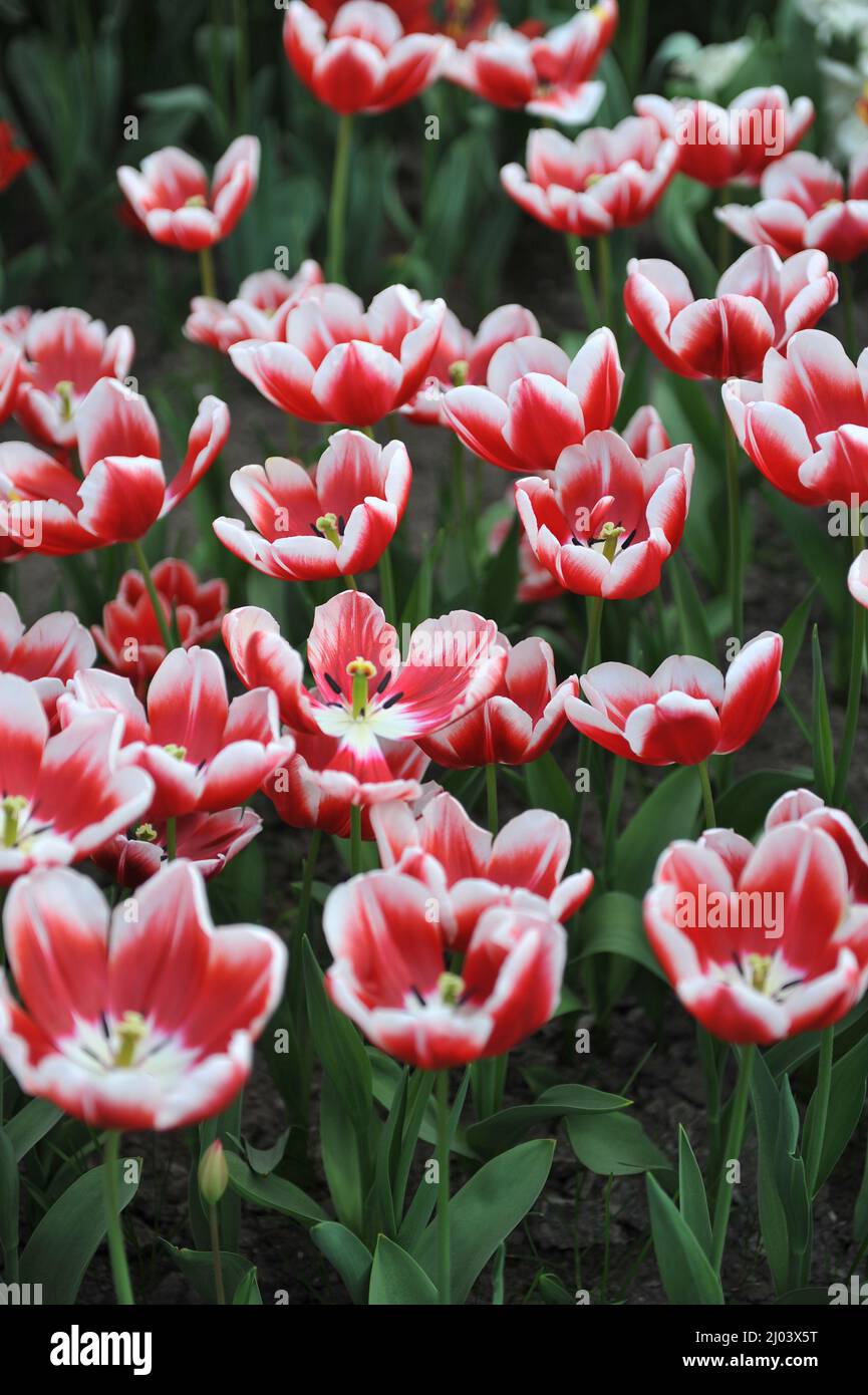 Red with white edges Triumph tulips (Tulipa) Leen van der Mark bloom in ...